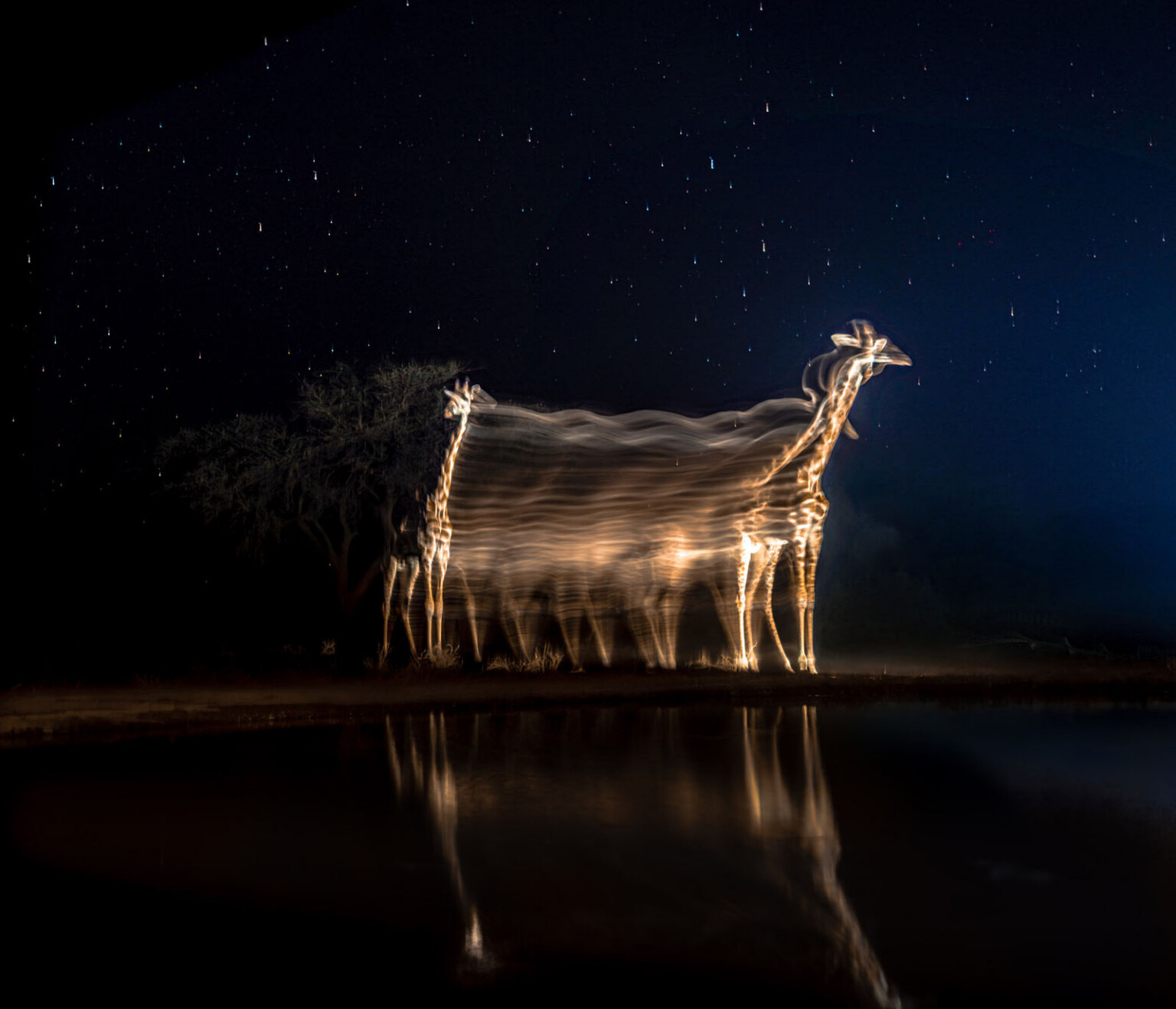 All 130 Sony World Photography Awards Open Competition Winners | PetaPixel