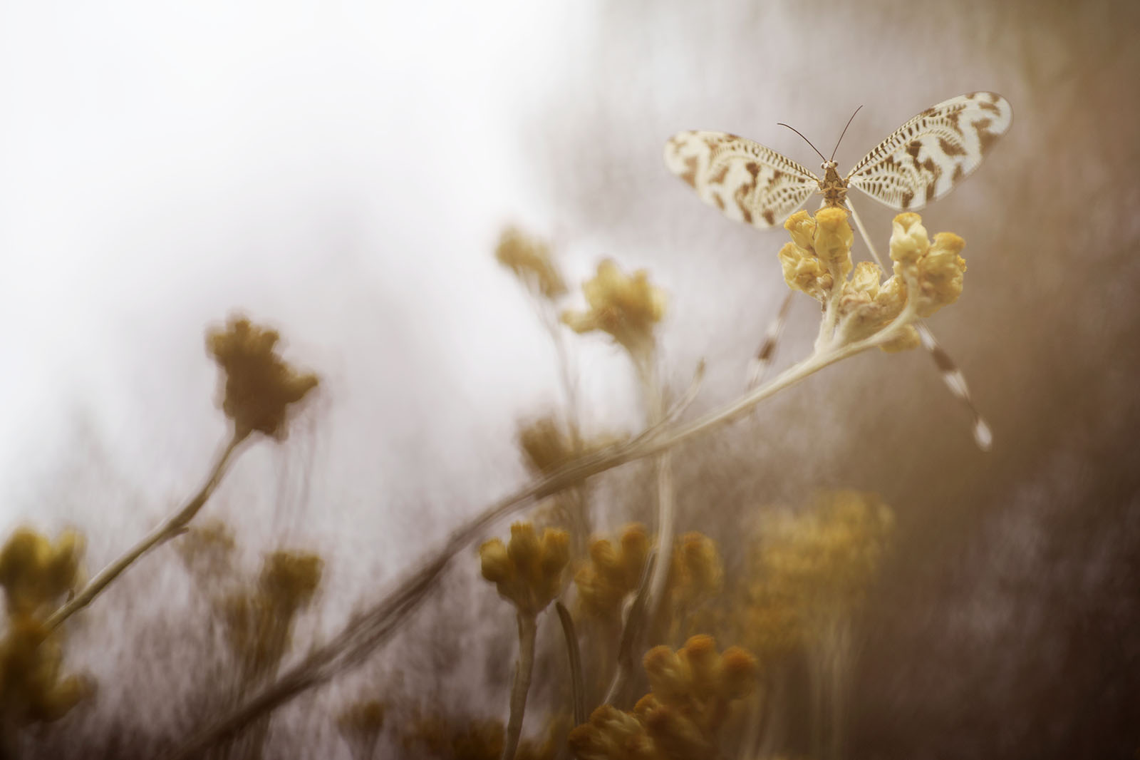 Photo of Parastic Wasp Preying on Butterfly Eggs Wins Entomological ...