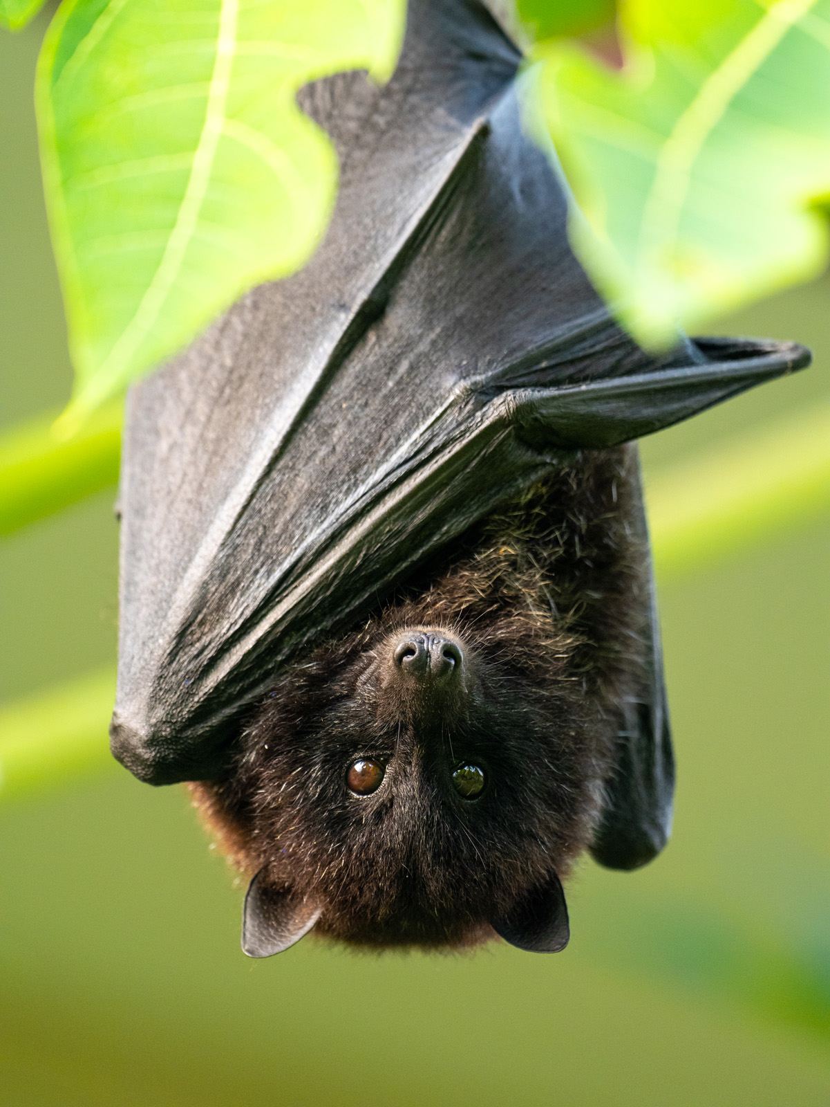 Photographer's Unique Image of a Flying Fox Carrying its Pup Mid-Flight ...