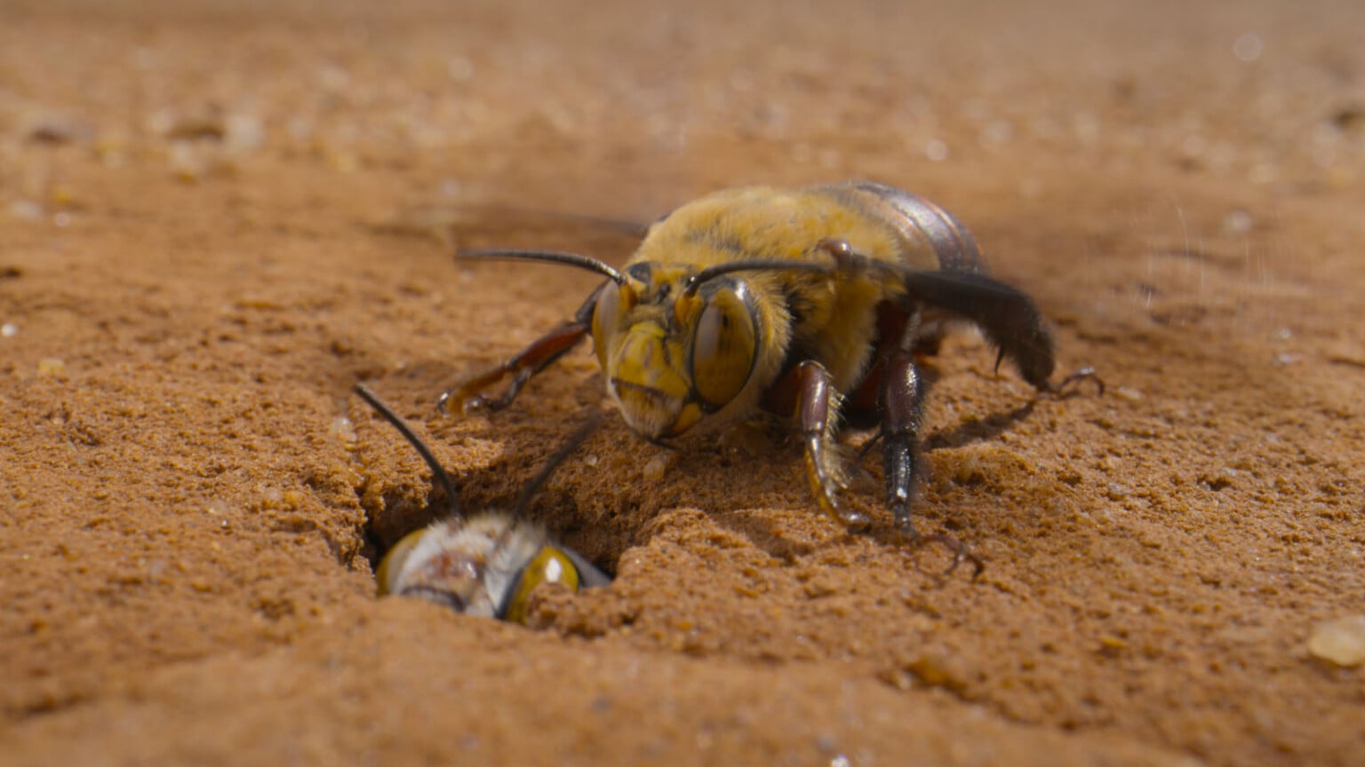 A Closer Look at the Beautiful Macro Cinematography in 'Secrets of the ...