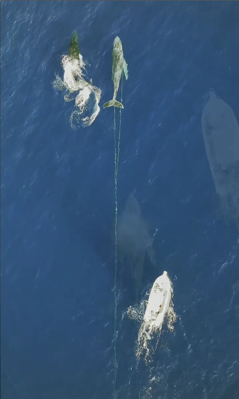 Photographer Flies Drone Over Humpback Whale, Realizes It’s in Grave ...