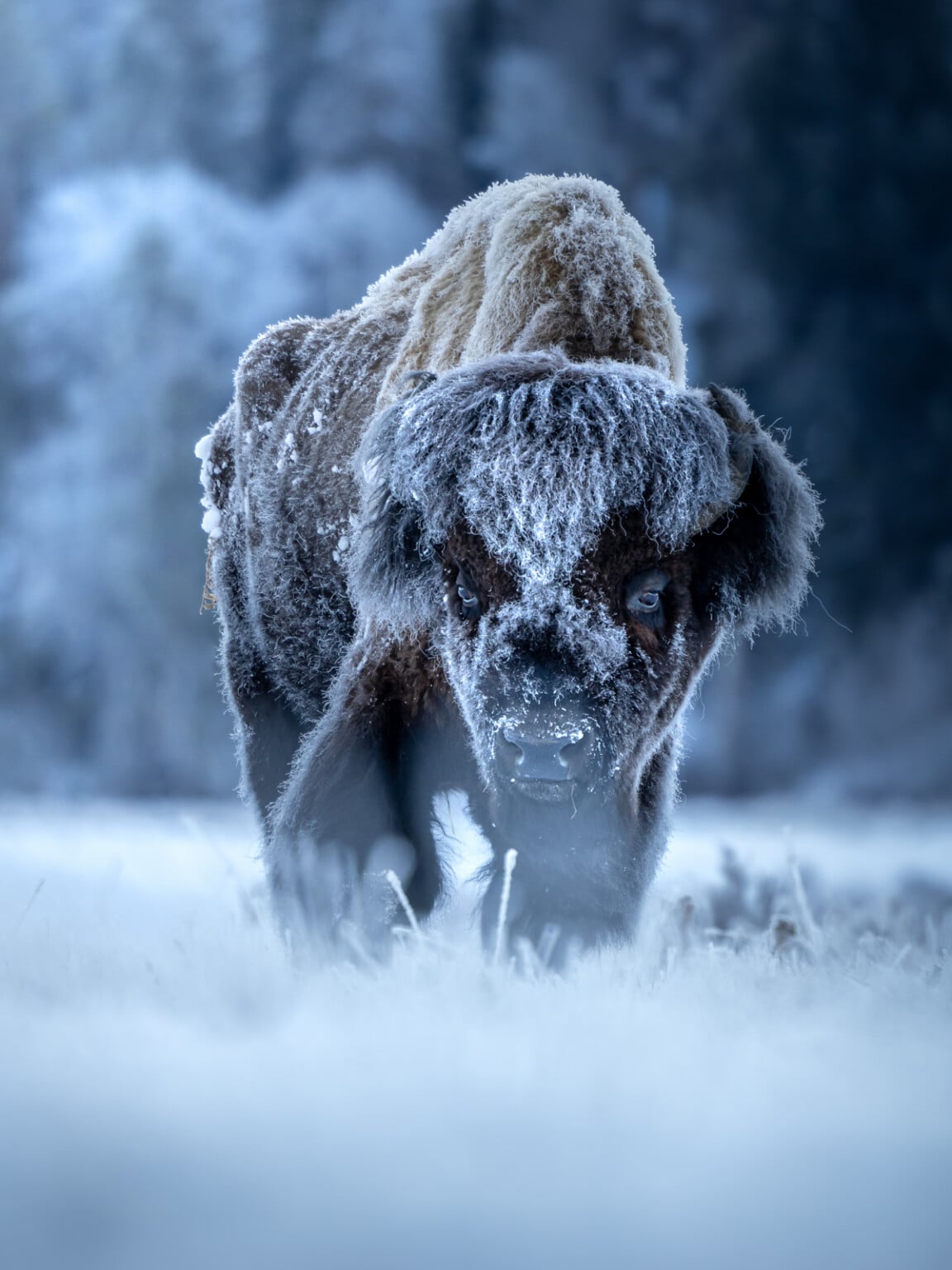 Beyond the Sharp Shot: 11 Tips to Take Artistic Wildlife Photos | PetaPixel