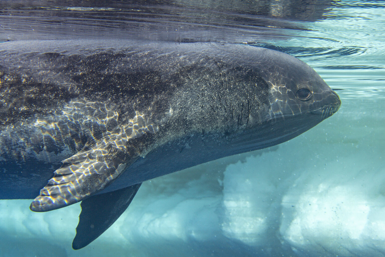Photographer Captures First-Ever Images of Adorable Ross Seal Swimming ...