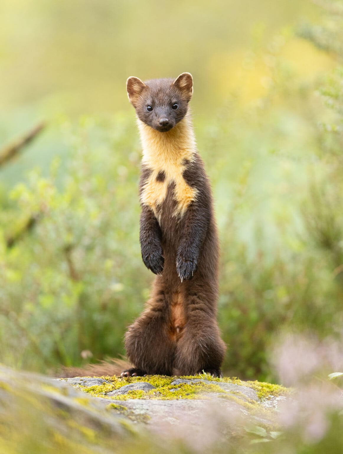 The 21 Implausible Winners of the British Natural world Pictures Awards ...