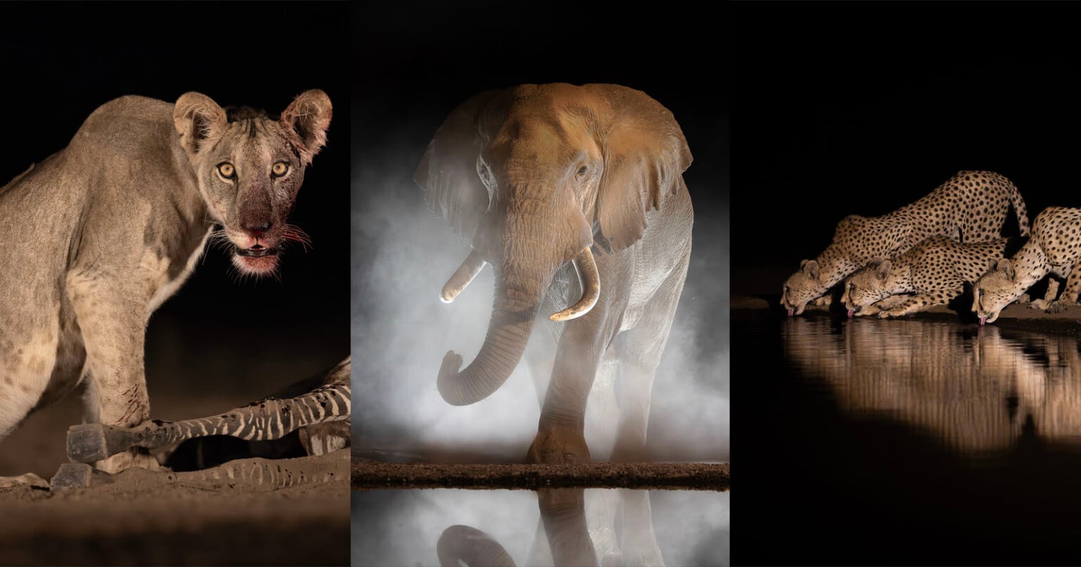 Photographers Spend Two Months in African Wildlife Hide Capturing ...