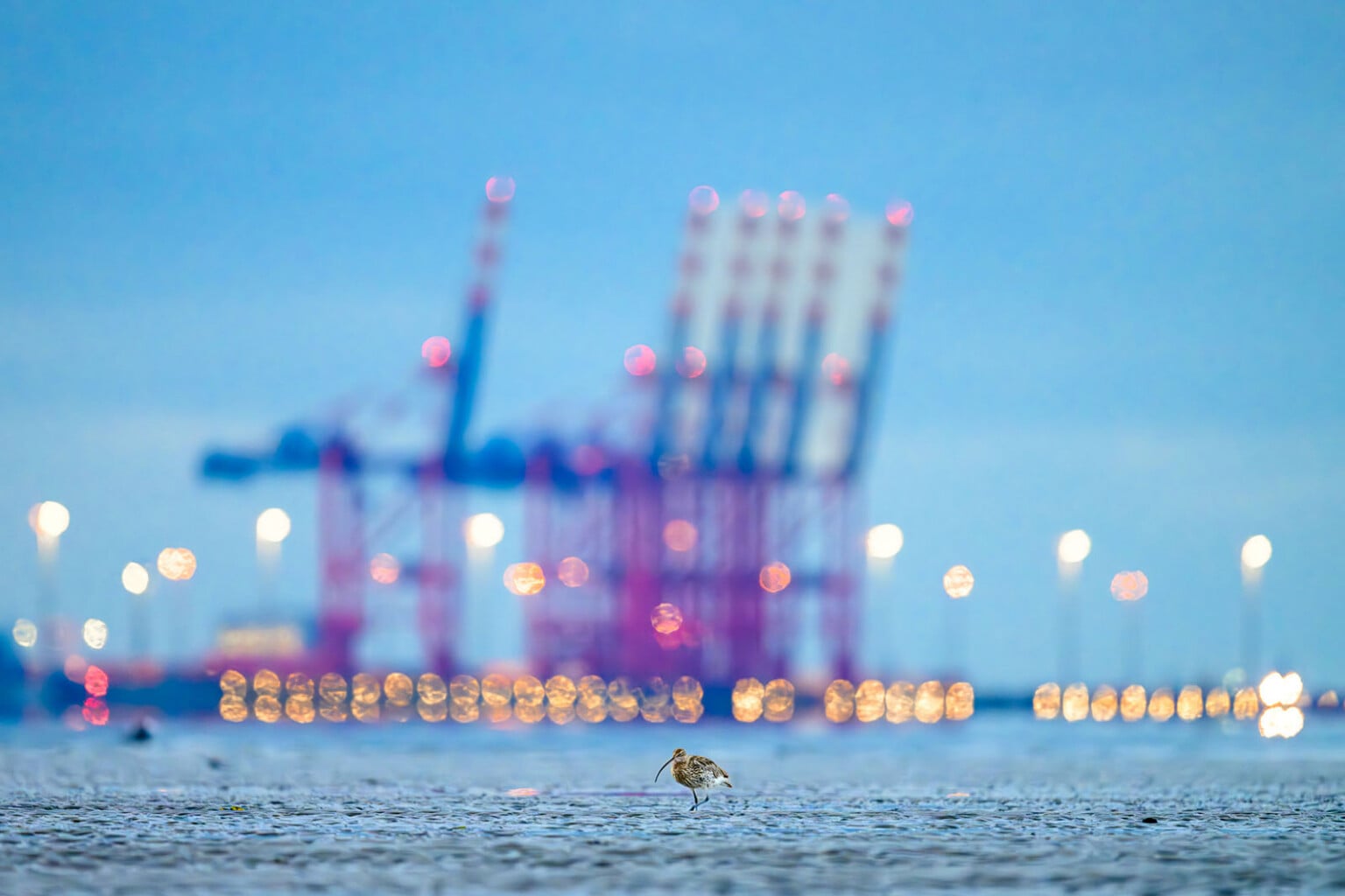 15 Mesmerizing Winners From the GDT Nature Photographer of the Year ...