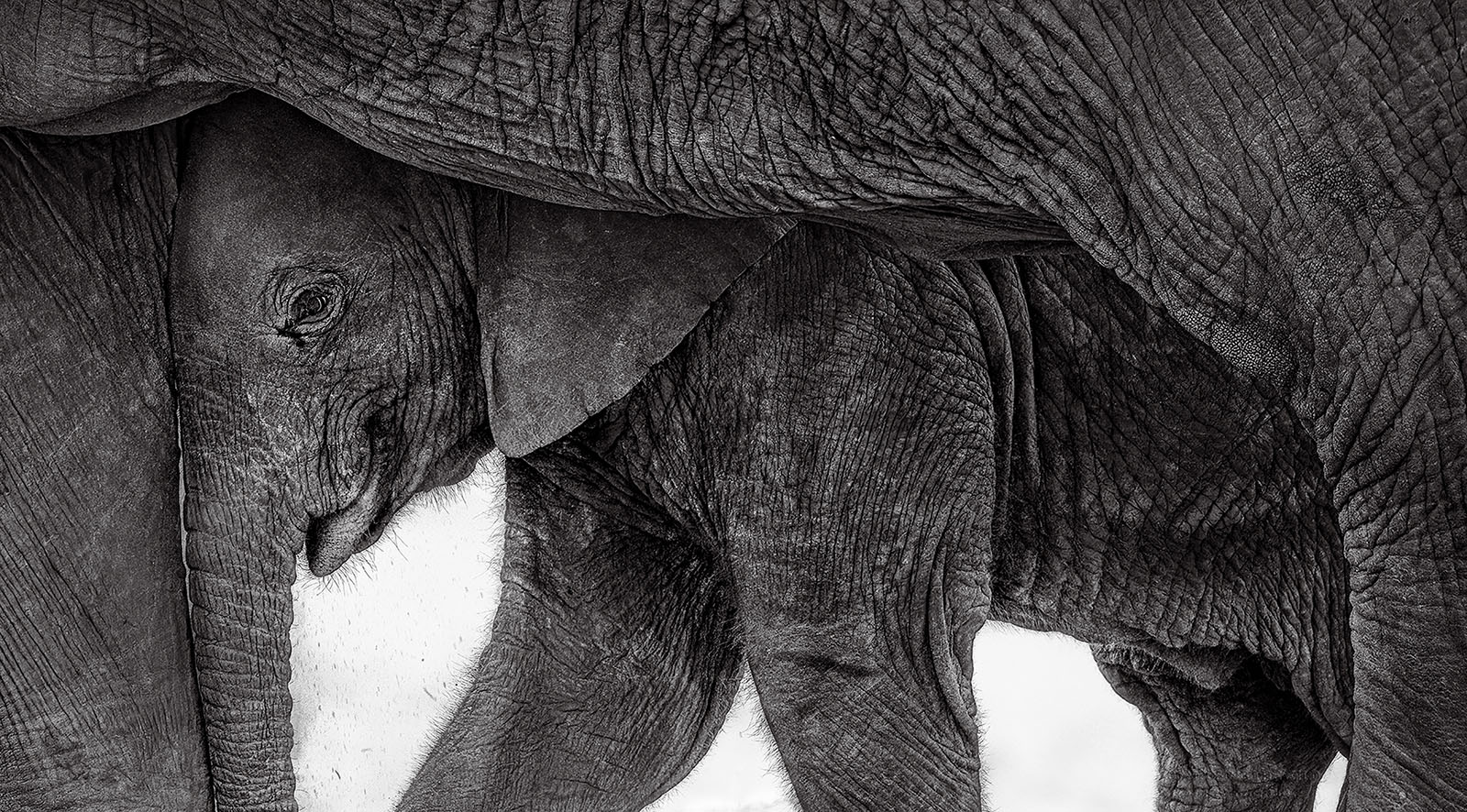 15 Mesmerizing Winners From The Gdt Nature Photographer Of The Year