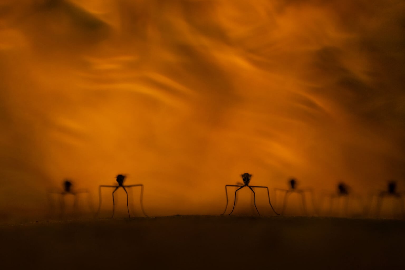 15 Mesmerizing Winners From the GDT Nature Photographer of the Year ...