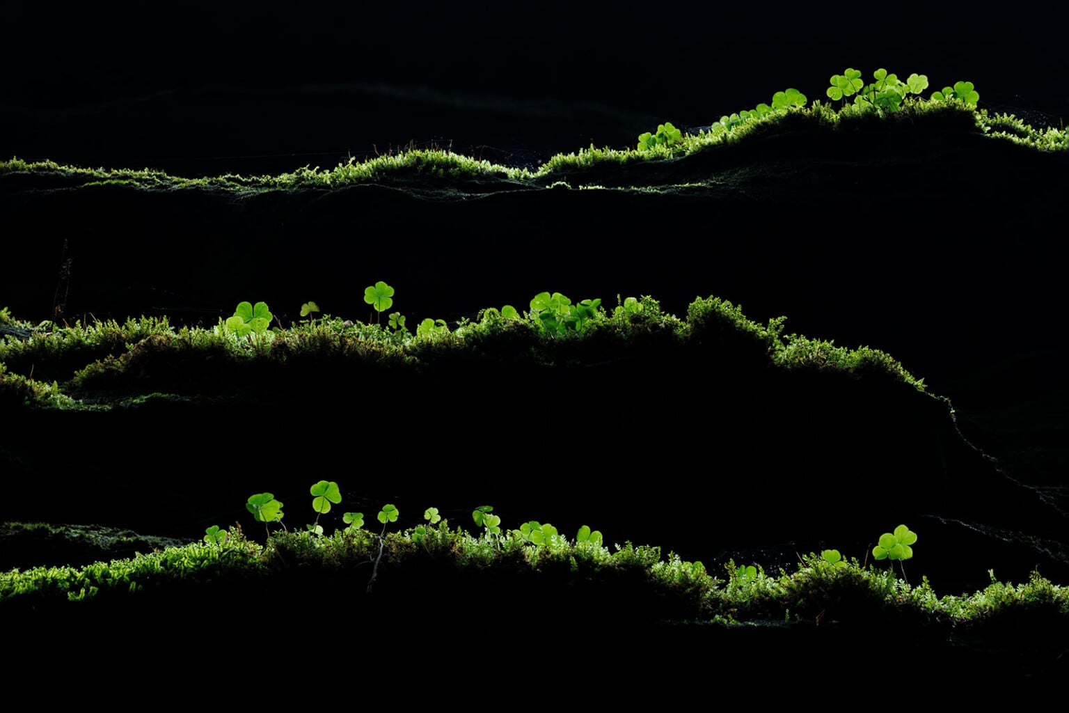 15 Mesmerizing Winners From the GDT Nature Photographer of the Year ...