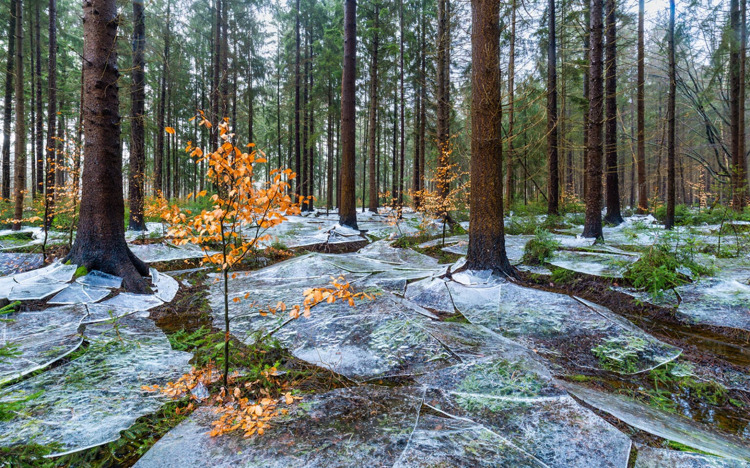 15 Mesmerizing Winners From the GDT Nature Photographer of the Year ...