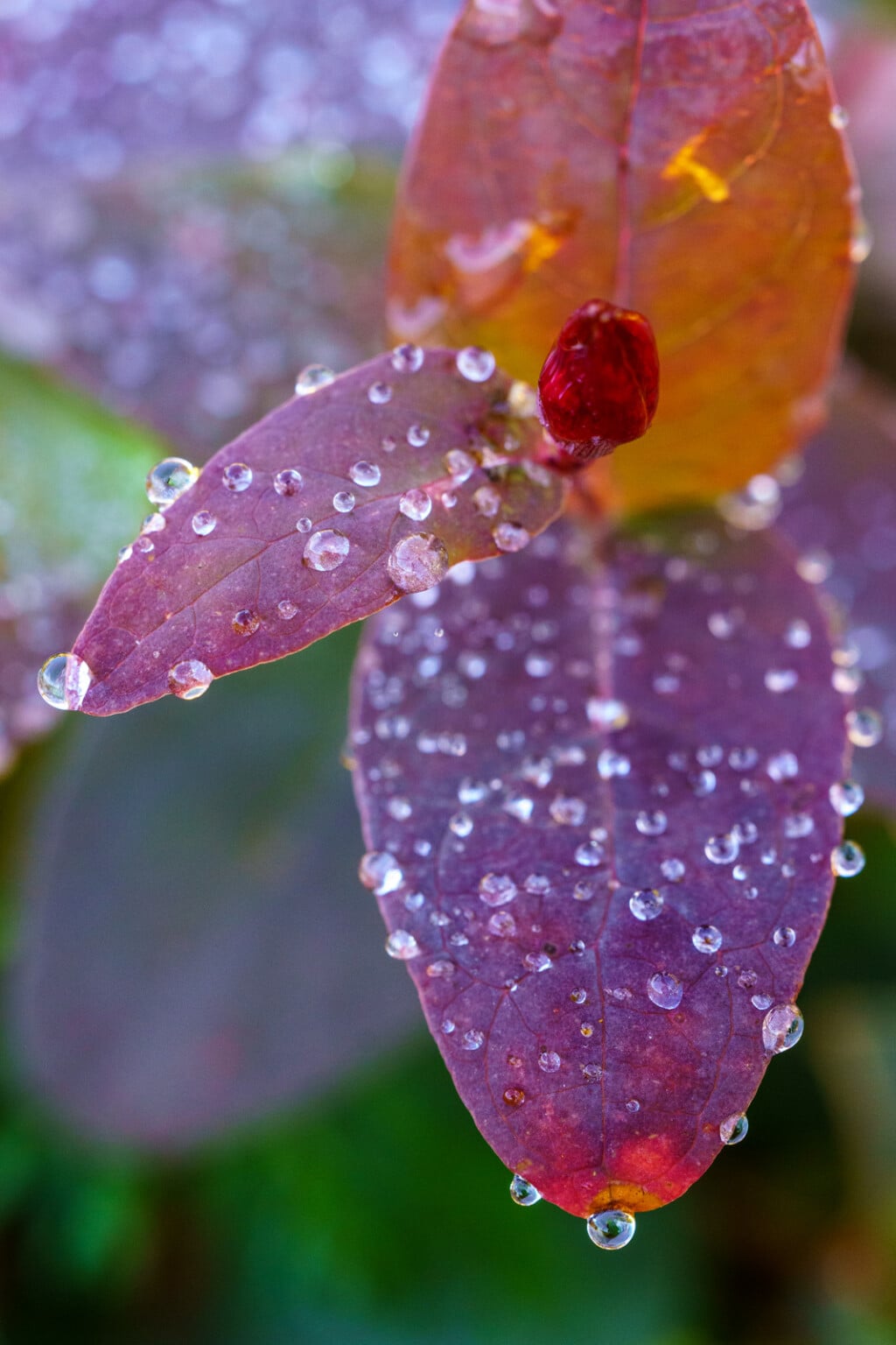 Easy Macro Photography Tips for Incredible Close-Up Photos | PetaPixel