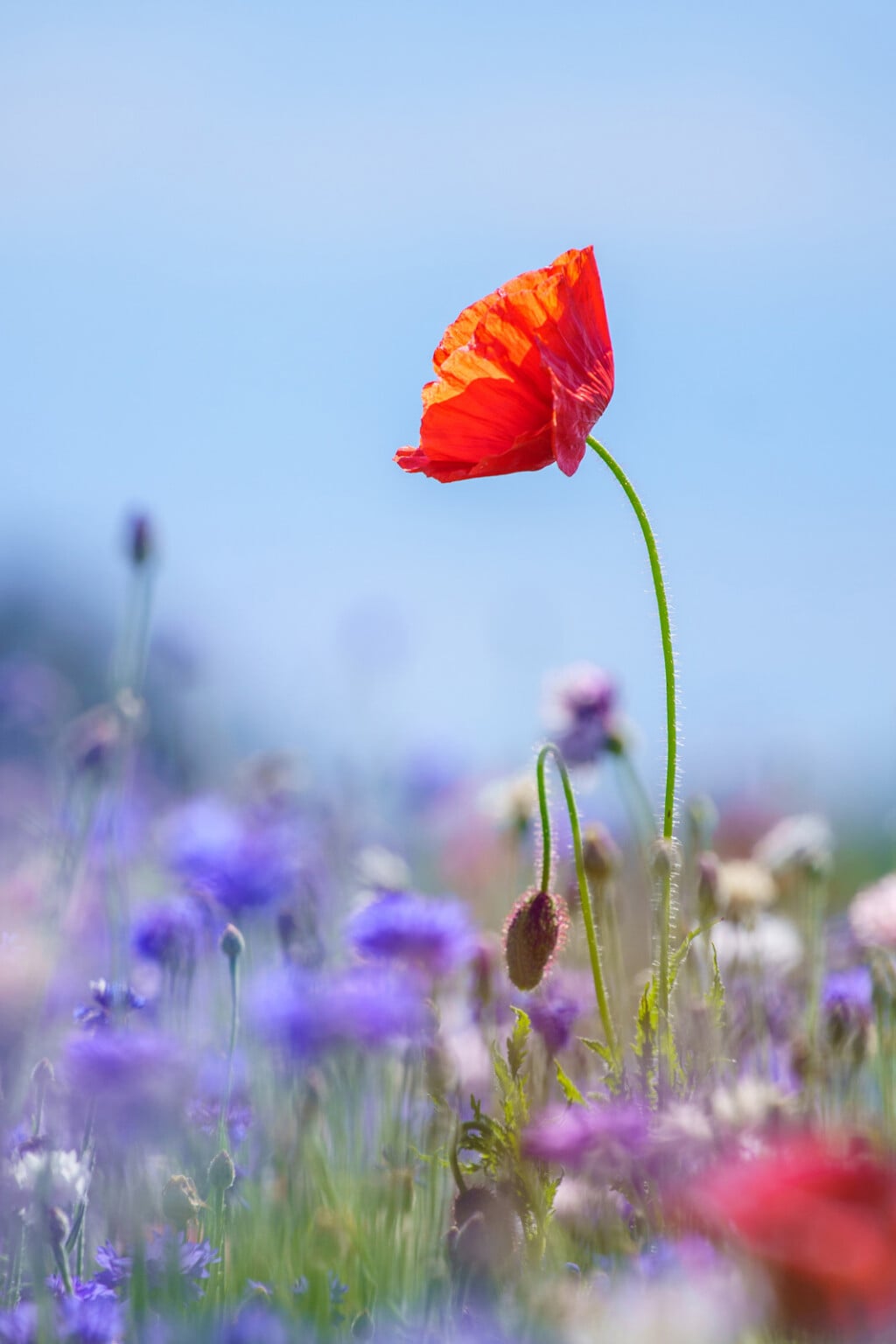 Easy Macro Photography Tips for Incredible Close-Up Photos | PetaPixel
