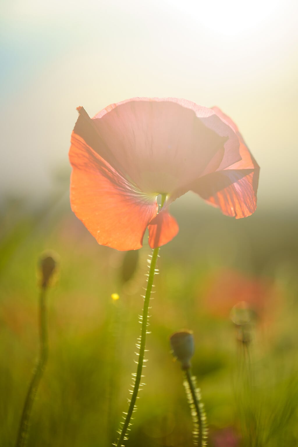 Easy Macro Photography Tips for Incredible Close-Up Photos | PetaPixel
