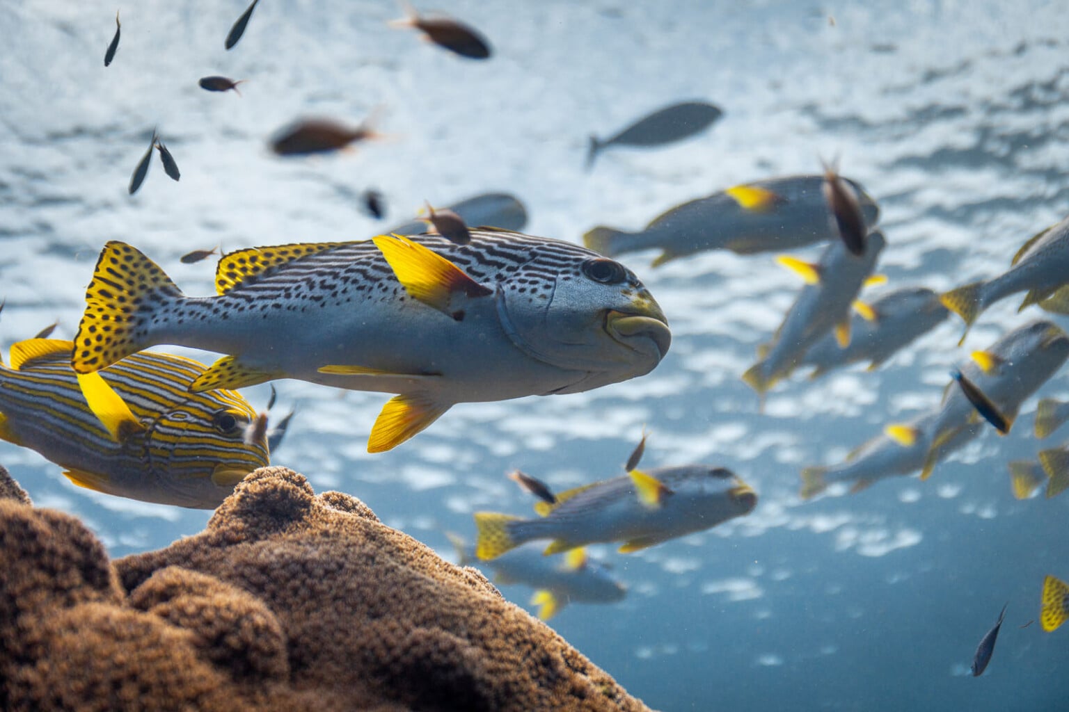 'Ocean' Doc Captures the Horrors of Seabed Trawling for the First Time ...