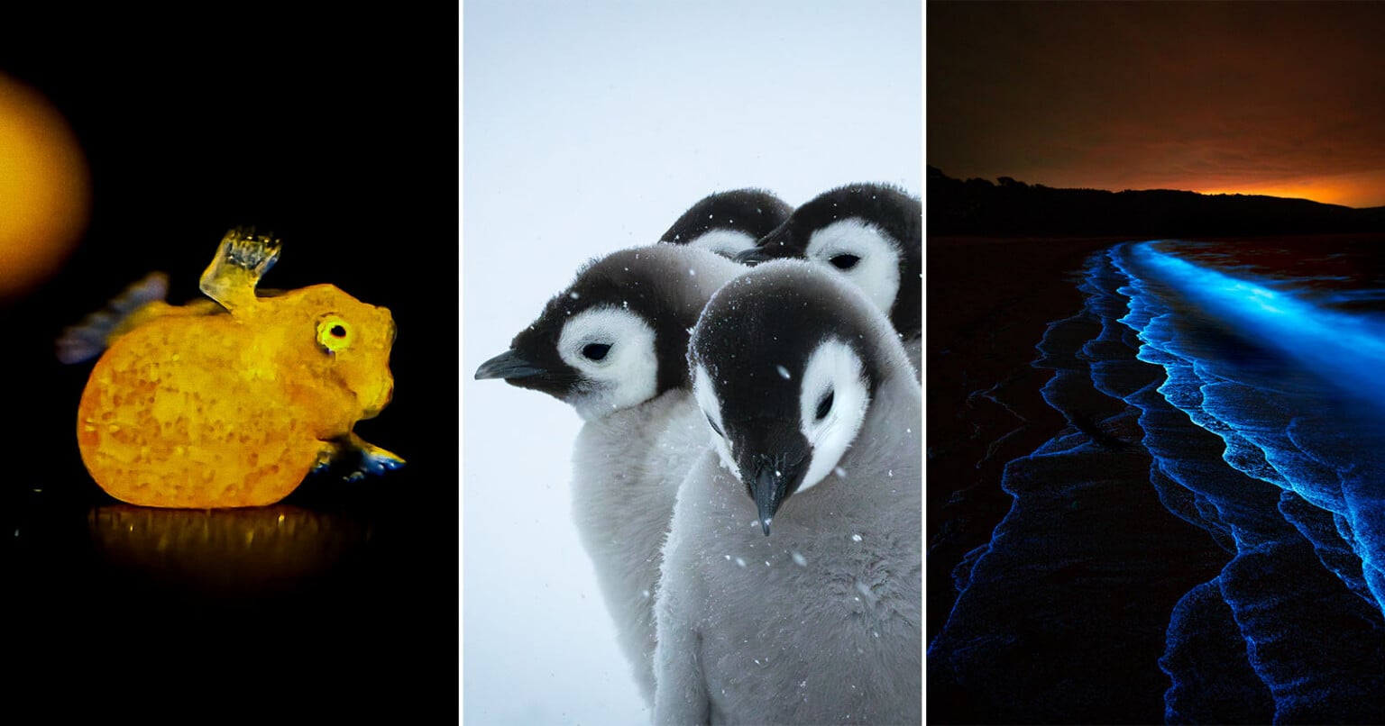 The 26 Finalists for the 2026 Beaker Street Science Photography Prize ...