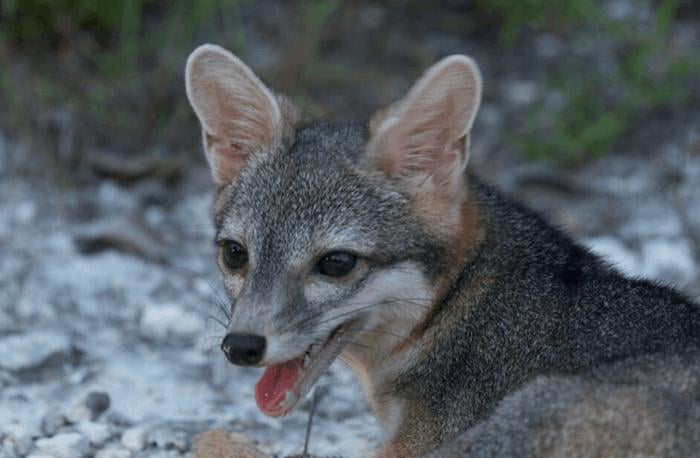 Scientists Capture First-Ever Photos of the Elusive 'Cozumel Dwarf Fox ...